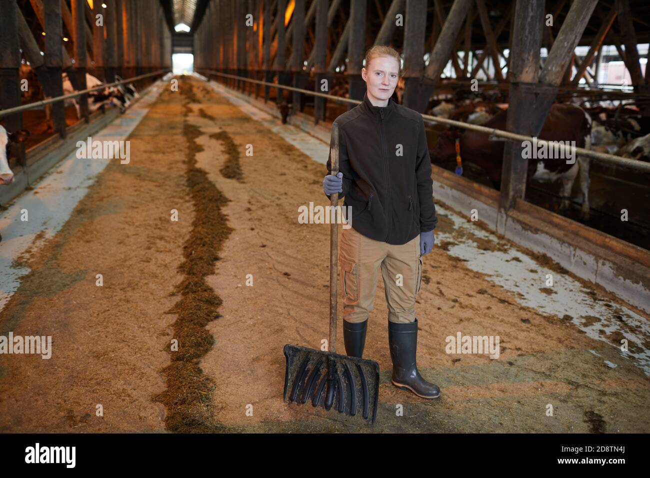Farmer cleaning cow barn hi-res stock photography and images - Alamy