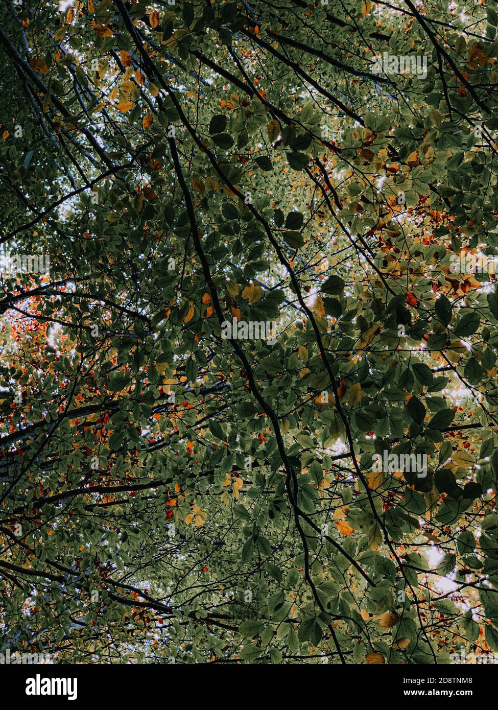 Vertical low angle shot of colorful leaves on branches Stock Photo - Alamy