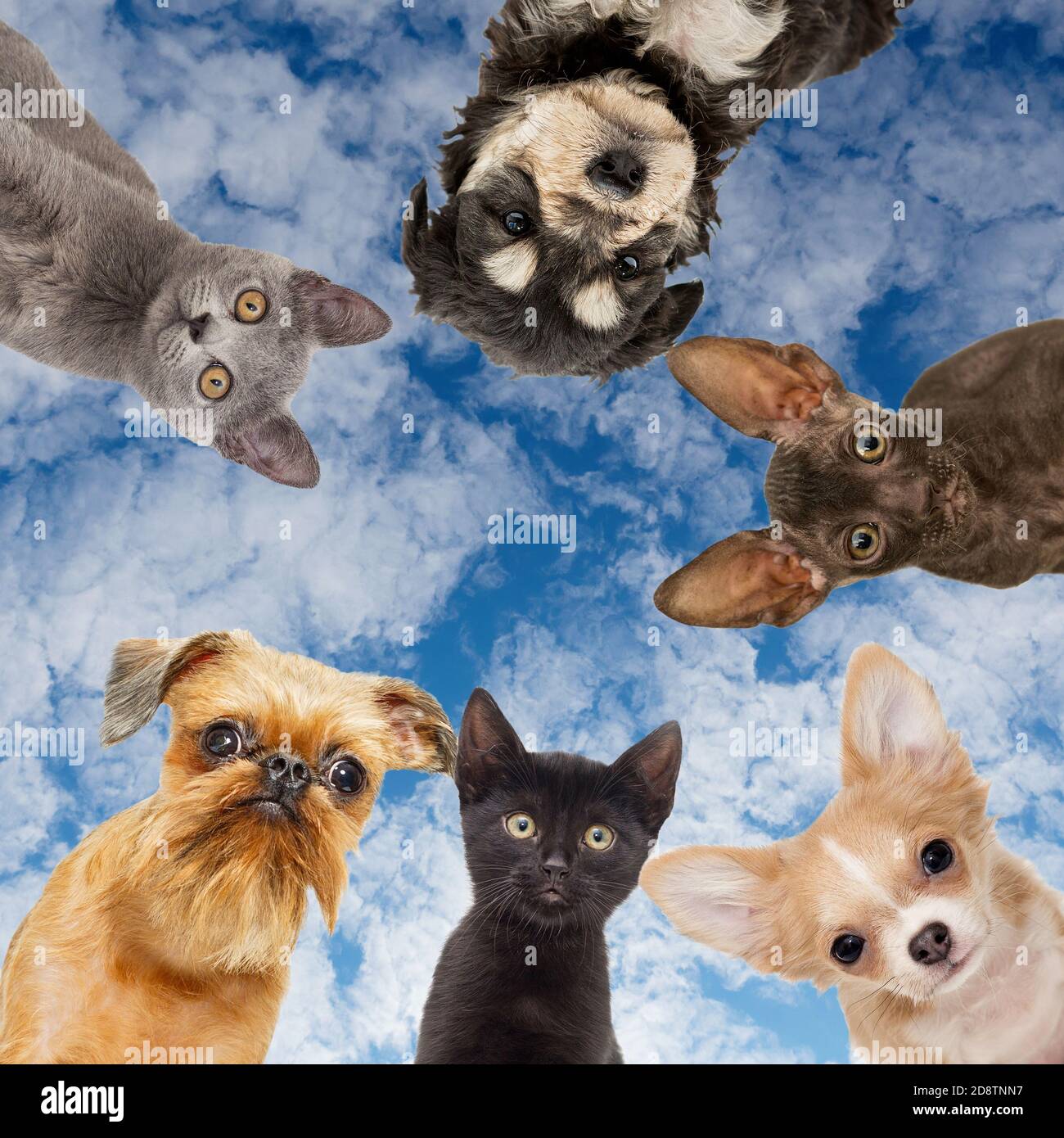 Group of animals looks down from above in a circle, against the sky ...