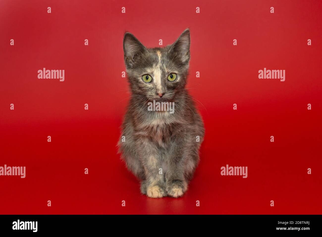 Three-color kitten of a fancy color on a red background Stock Photo - Alamy