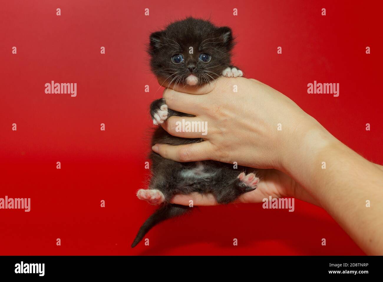 Small, frightened kitten in women's hands on a red background Stock Photo - Alamy
