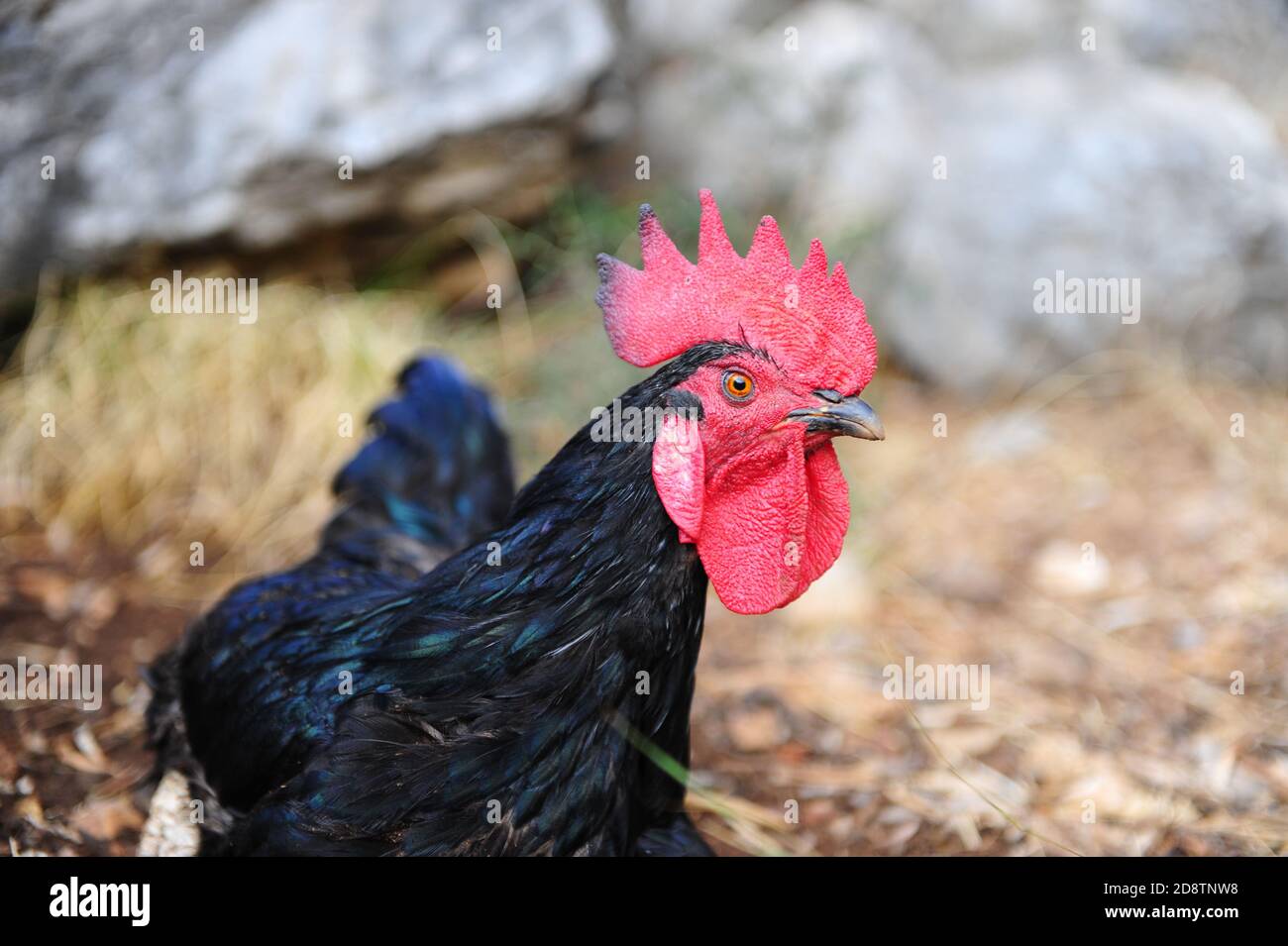 Black angre rooster in the bird yard Stock Photo - Alamy