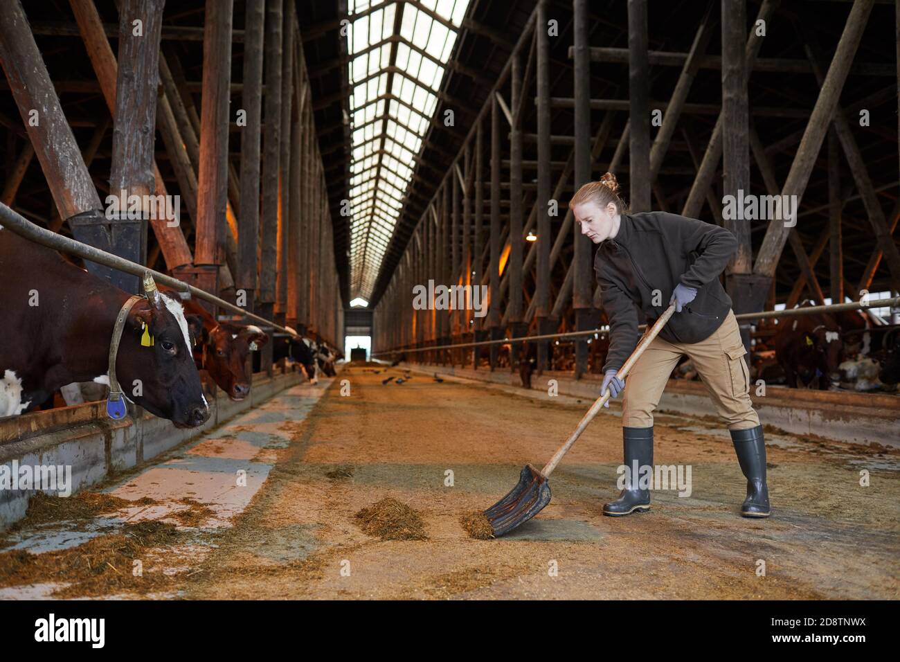 Side view portrait of young woman cleaning cow shed while working at ...