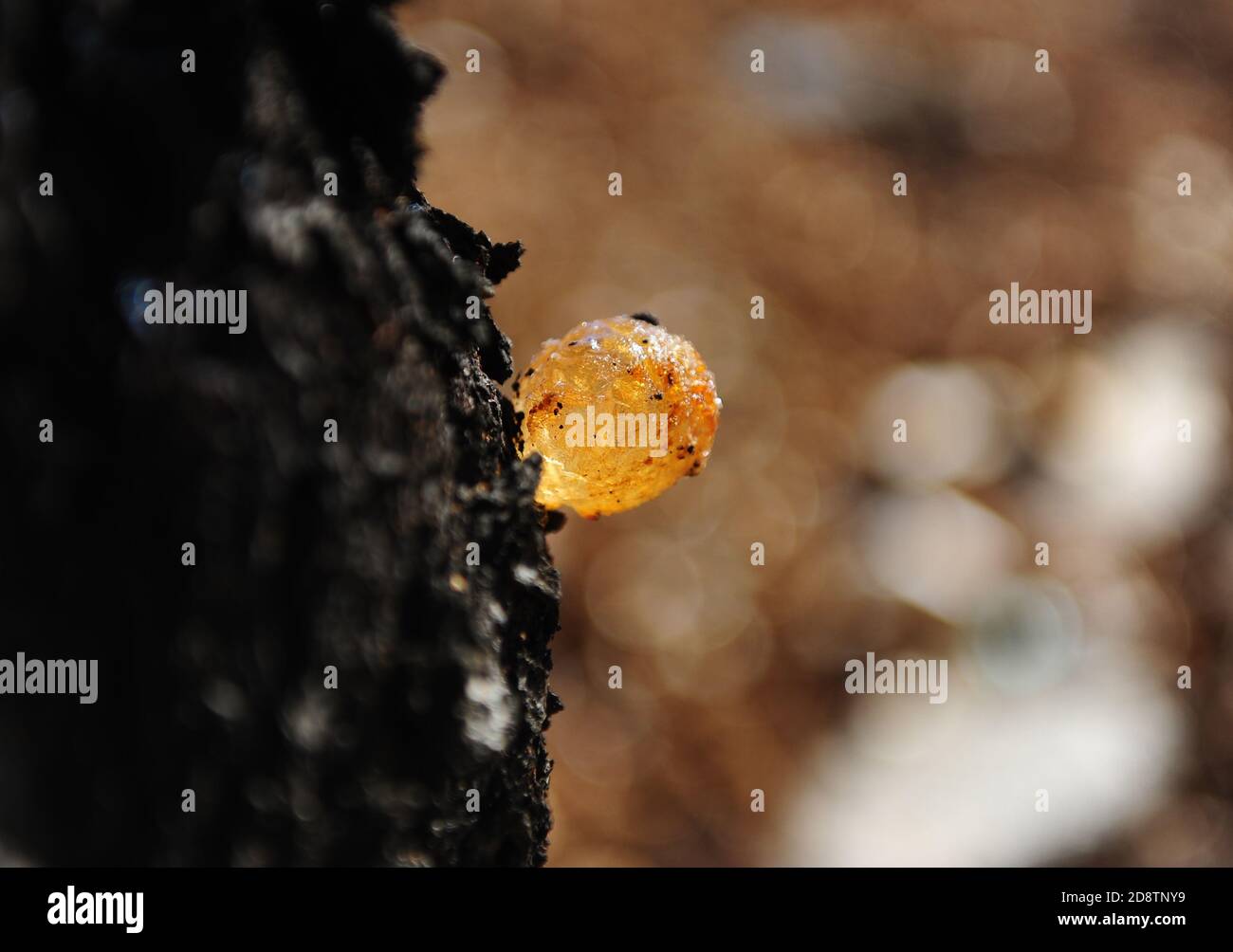 Tree resins hi-res stock photography and images - Alamy