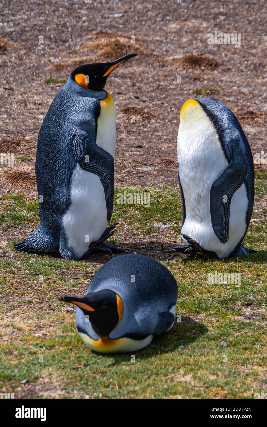 Headless king hi-res stock photography and images - Alamy