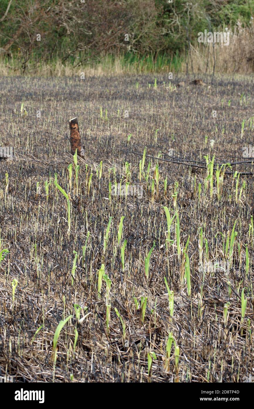 Burnt marshland recovering hi-res stock photography and images - Alamy