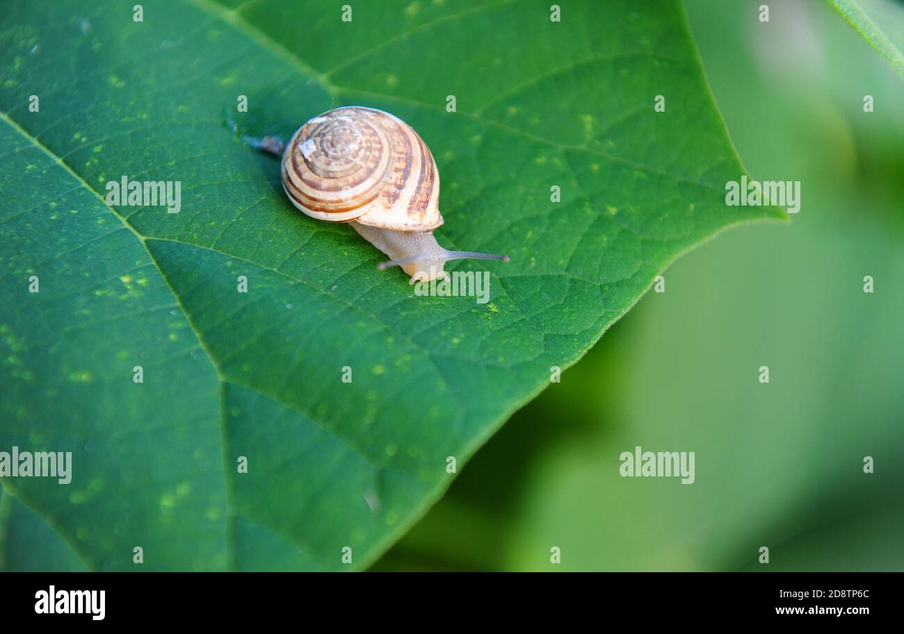 Beautiful snail hi-res stock photography and images - Alamy