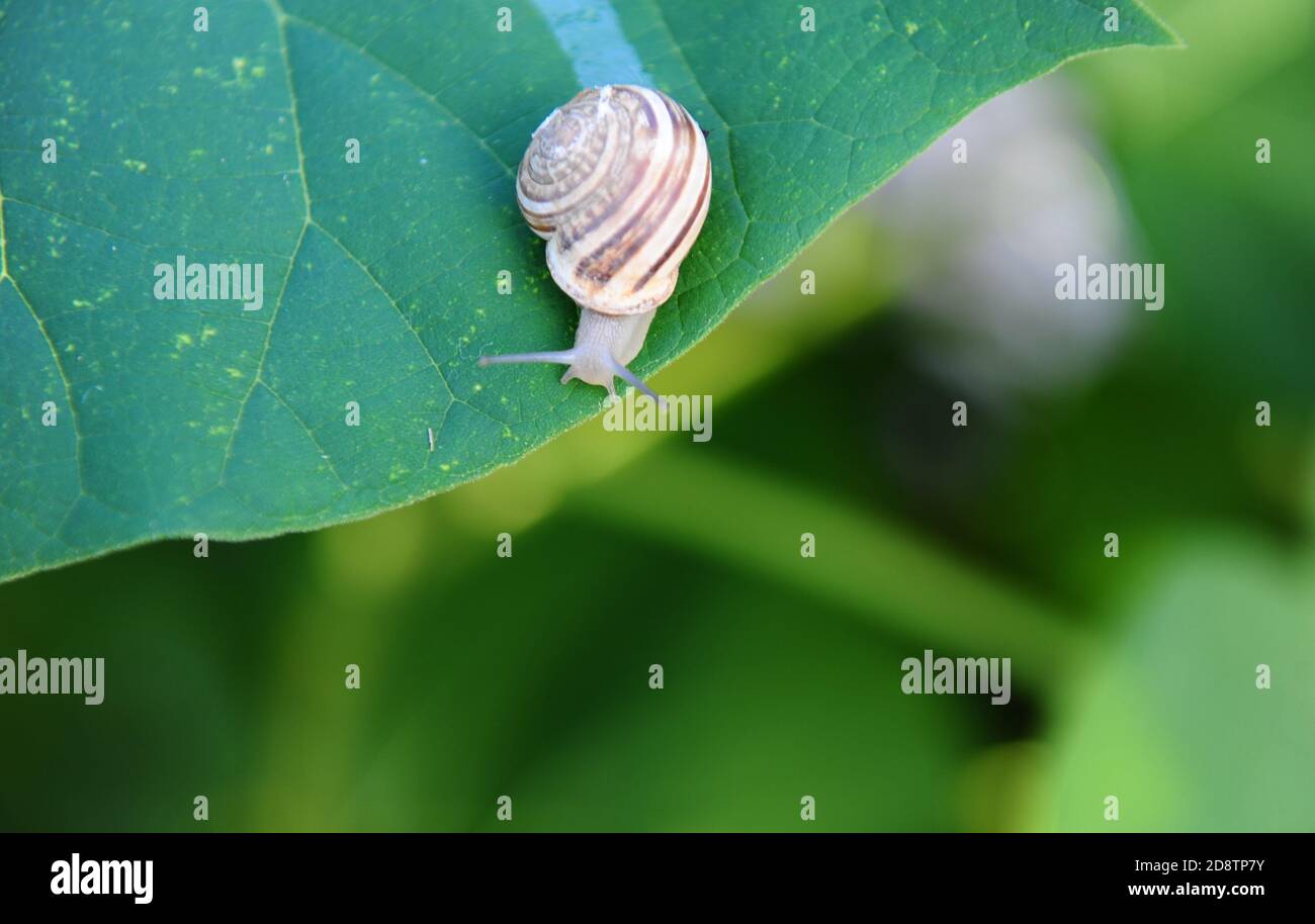 Beautiful snail hi-res stock photography and images - Alamy