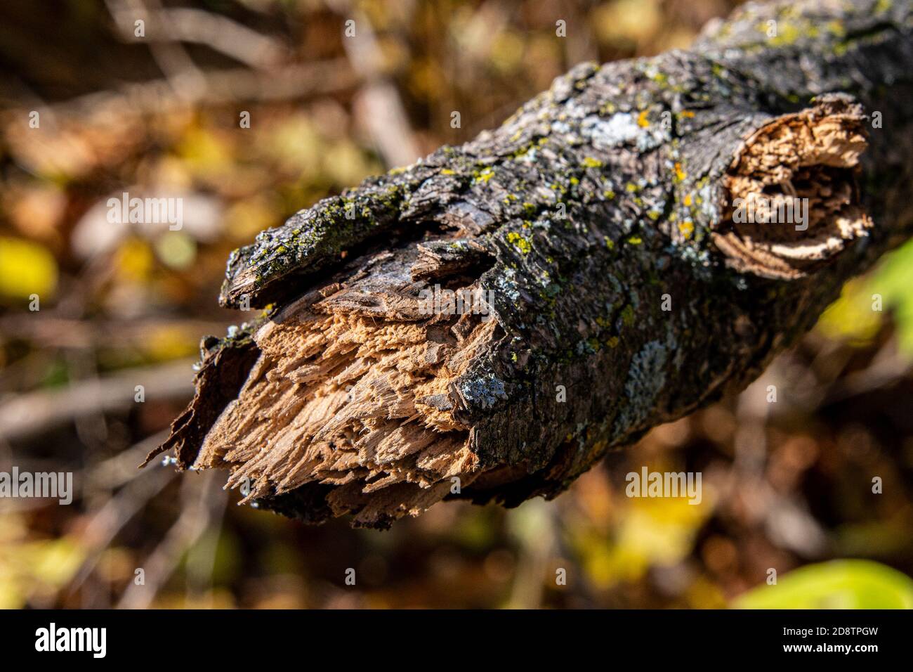 Broken, large tree branch, close up, against background of autumn ...