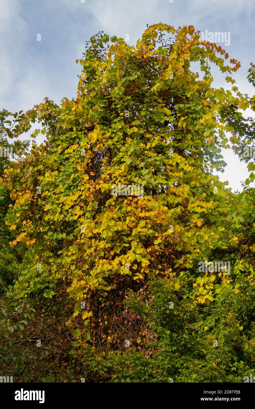 Overgrown vine hi-res stock photography and images - Alamy