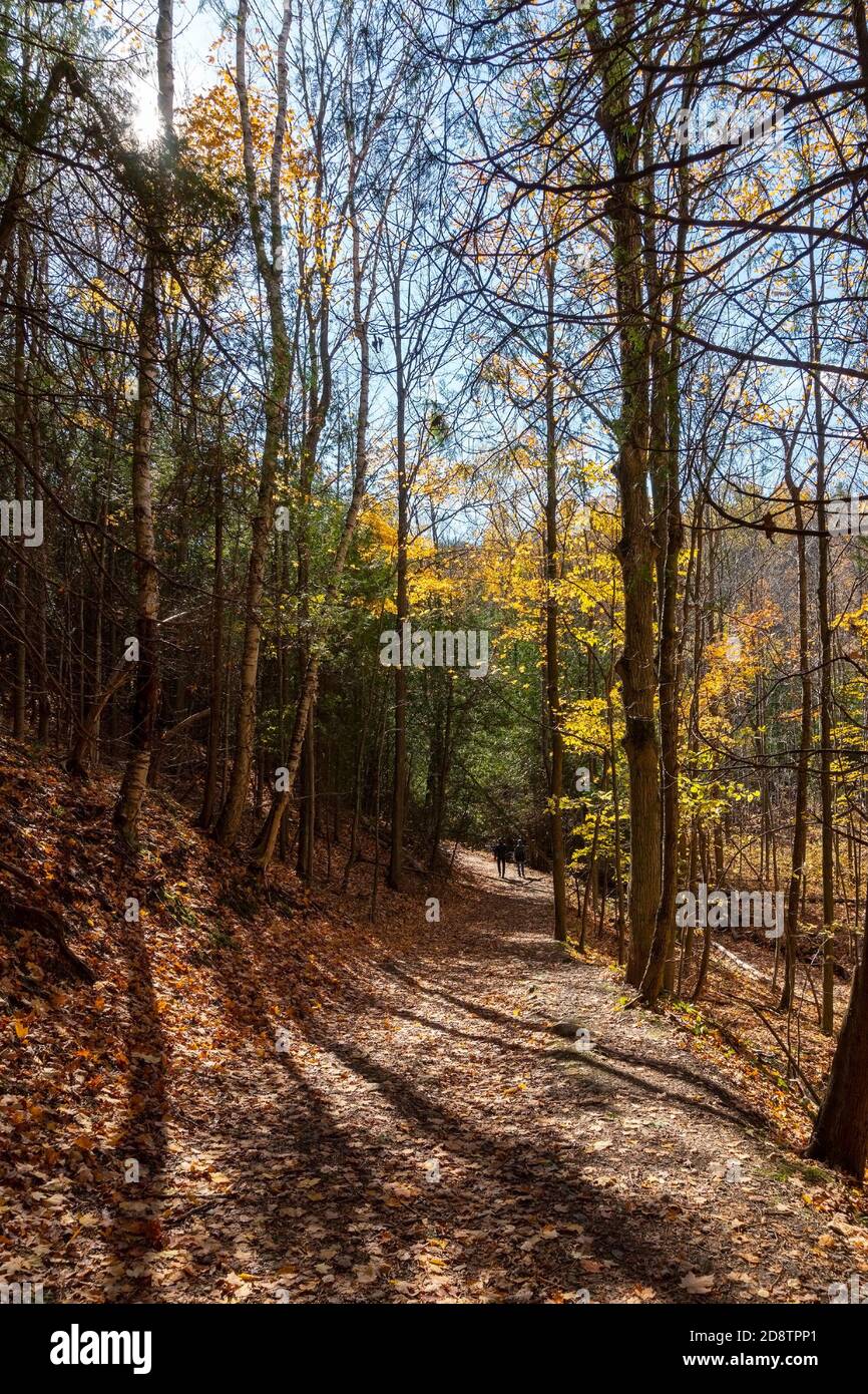 Two people walk after walking along the forest road to the exit from ...