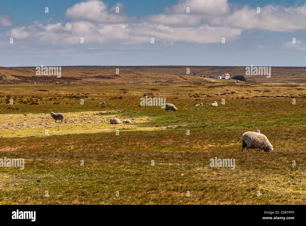 Falklands sheep hi-res stock photography and images - Alamy