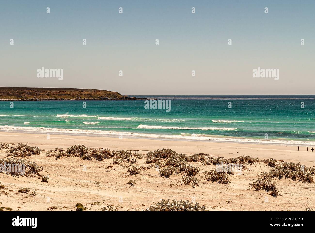 Volunteer Beach, Falkland Islands, UK - December 15, 2008: Wide shot of ...