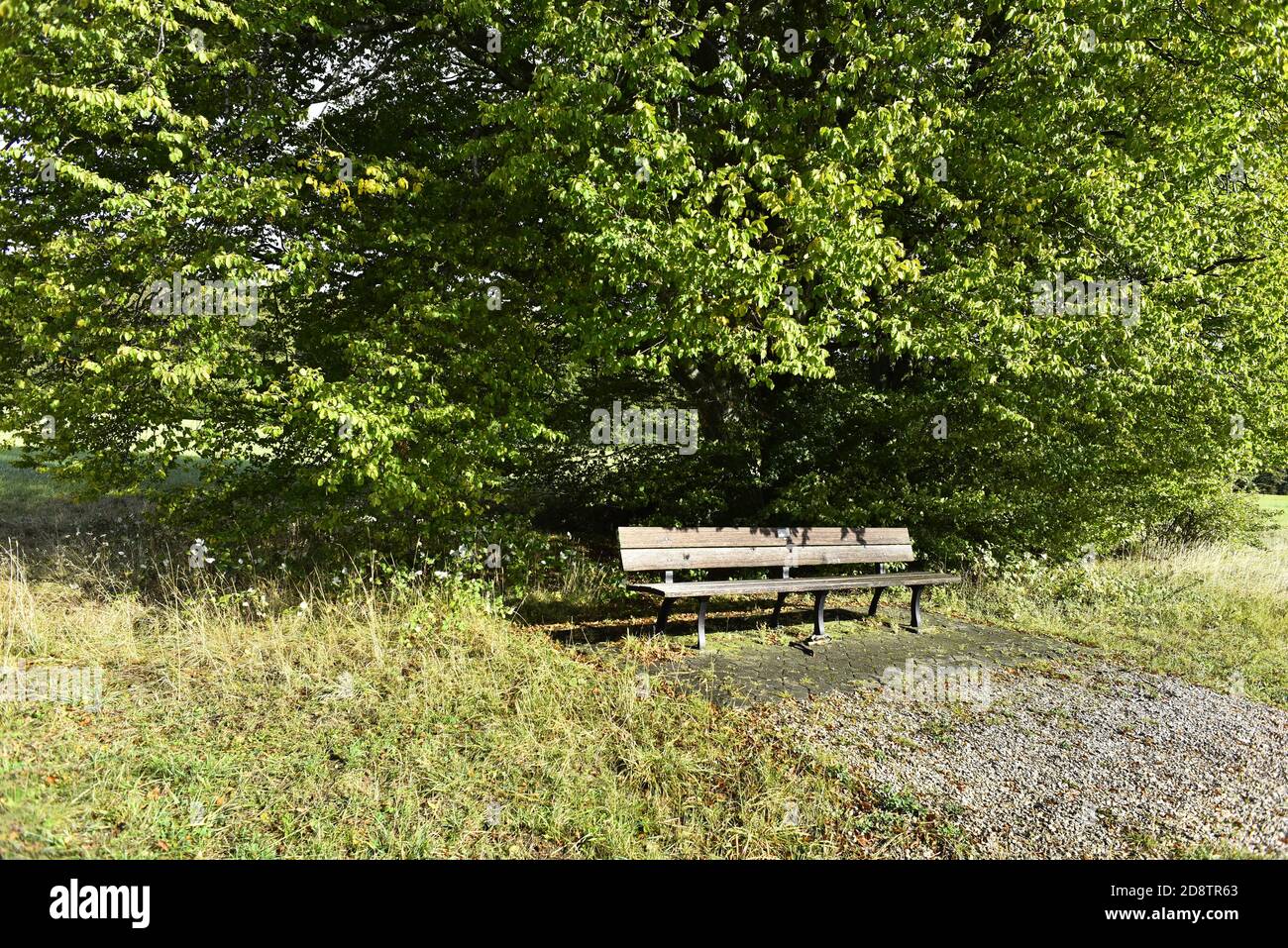 Outdoor bench under a big green tree Stock Photo - Alamy