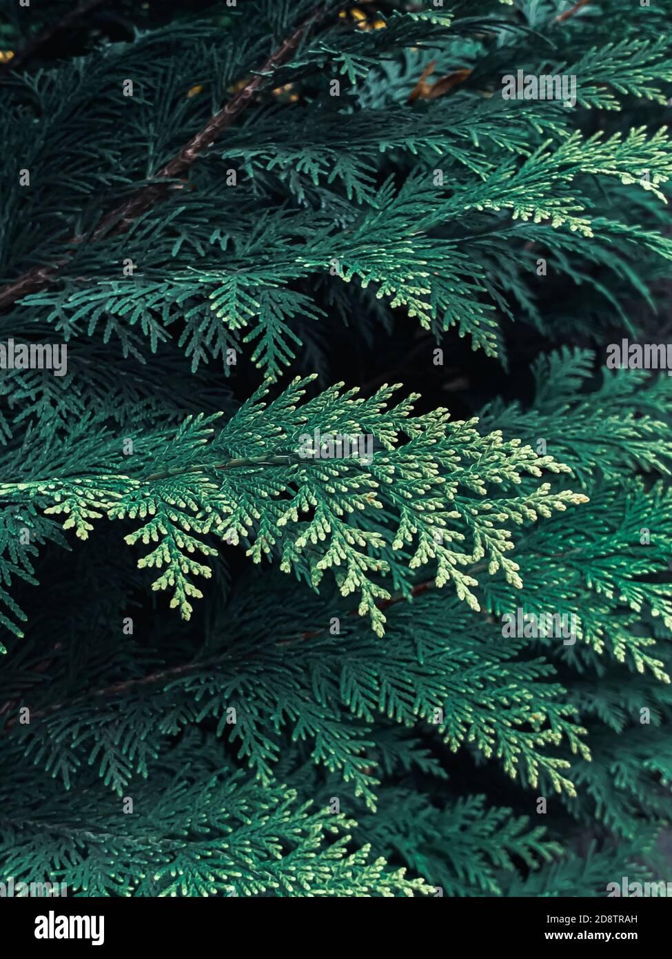 Vertical closeup shot of bright green branches of a conifer tree Stock ...