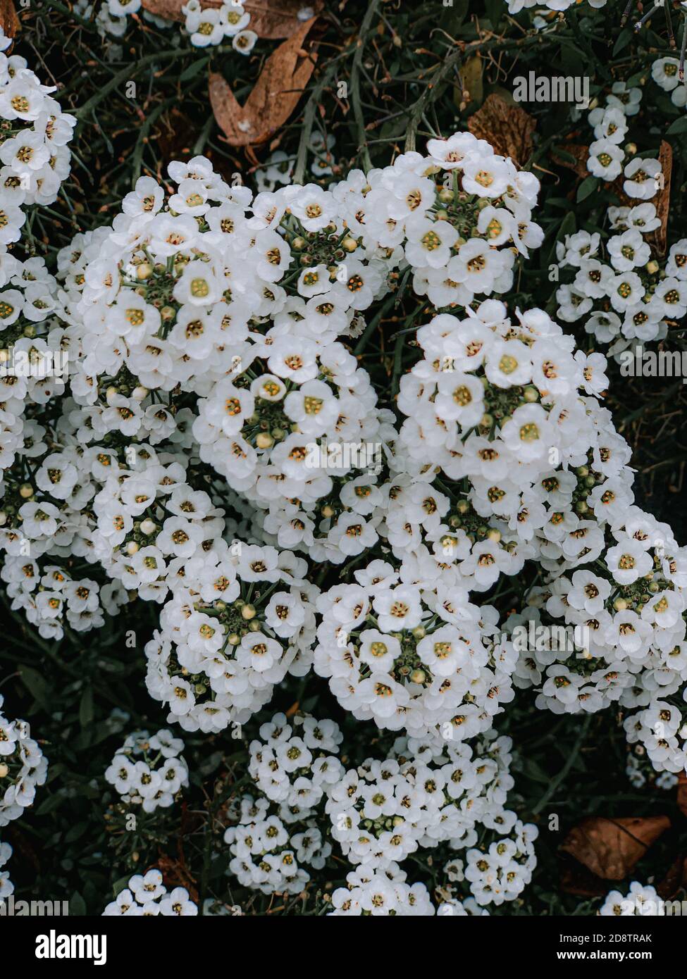 Closeup shot alyssum flowers hi-res stock photography and images - Alamy