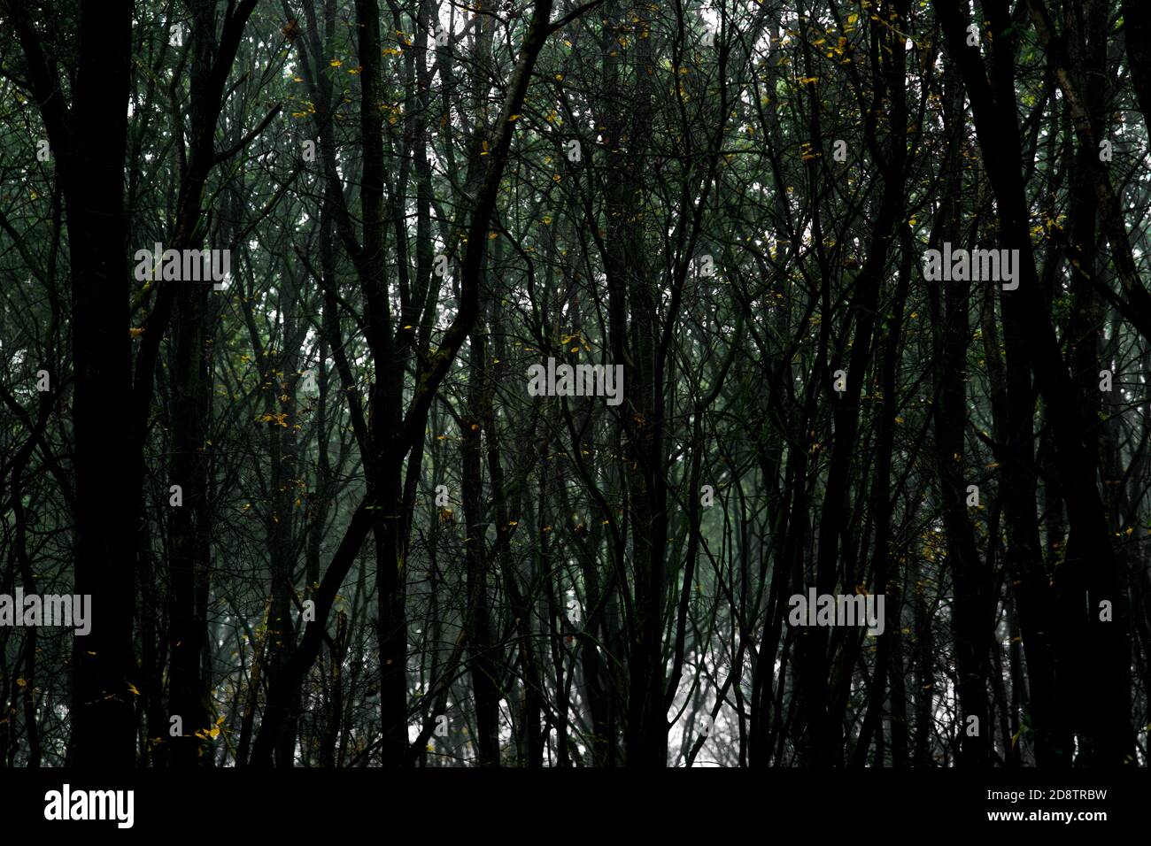 Spooky dark forest with tall trees and vines. Horizontal composition ...