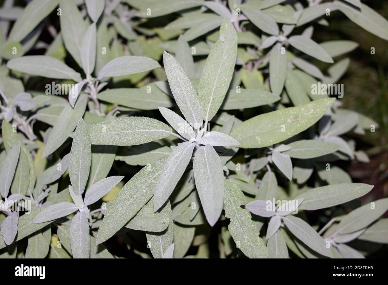 Thin green leaves of plant close up Stock Photo - Alamy