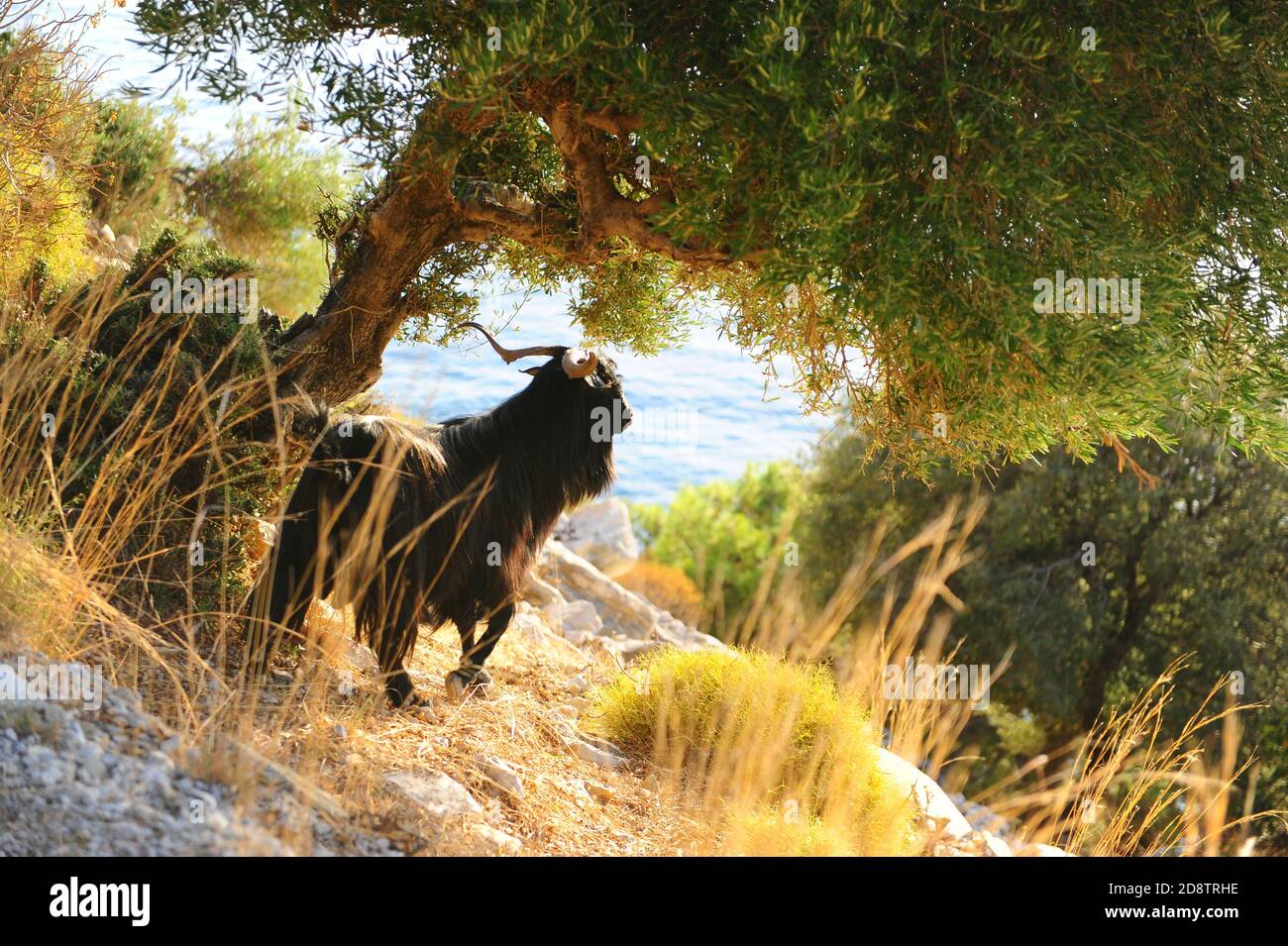 Mountain goat on a mountain slope at the foot of a beautiful tree Stock ...