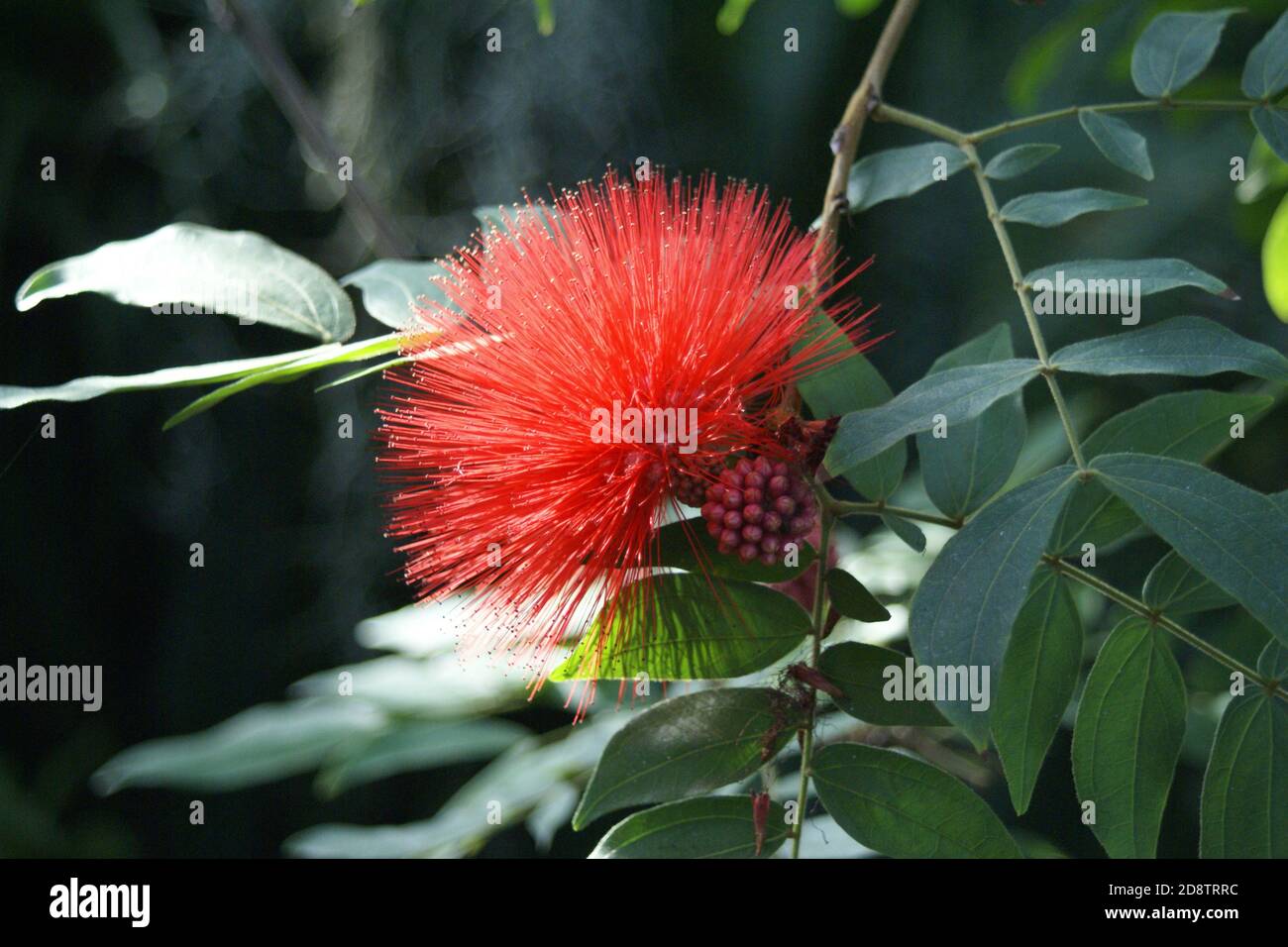 Calliandra hi-res stock photography and images - Alamy