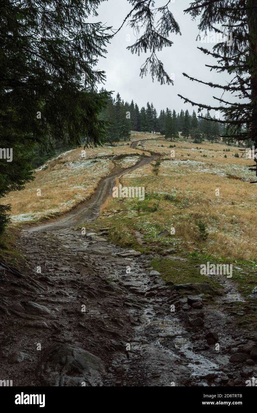 The road going uphill. A path from the forest. Vertical frame Stock ...