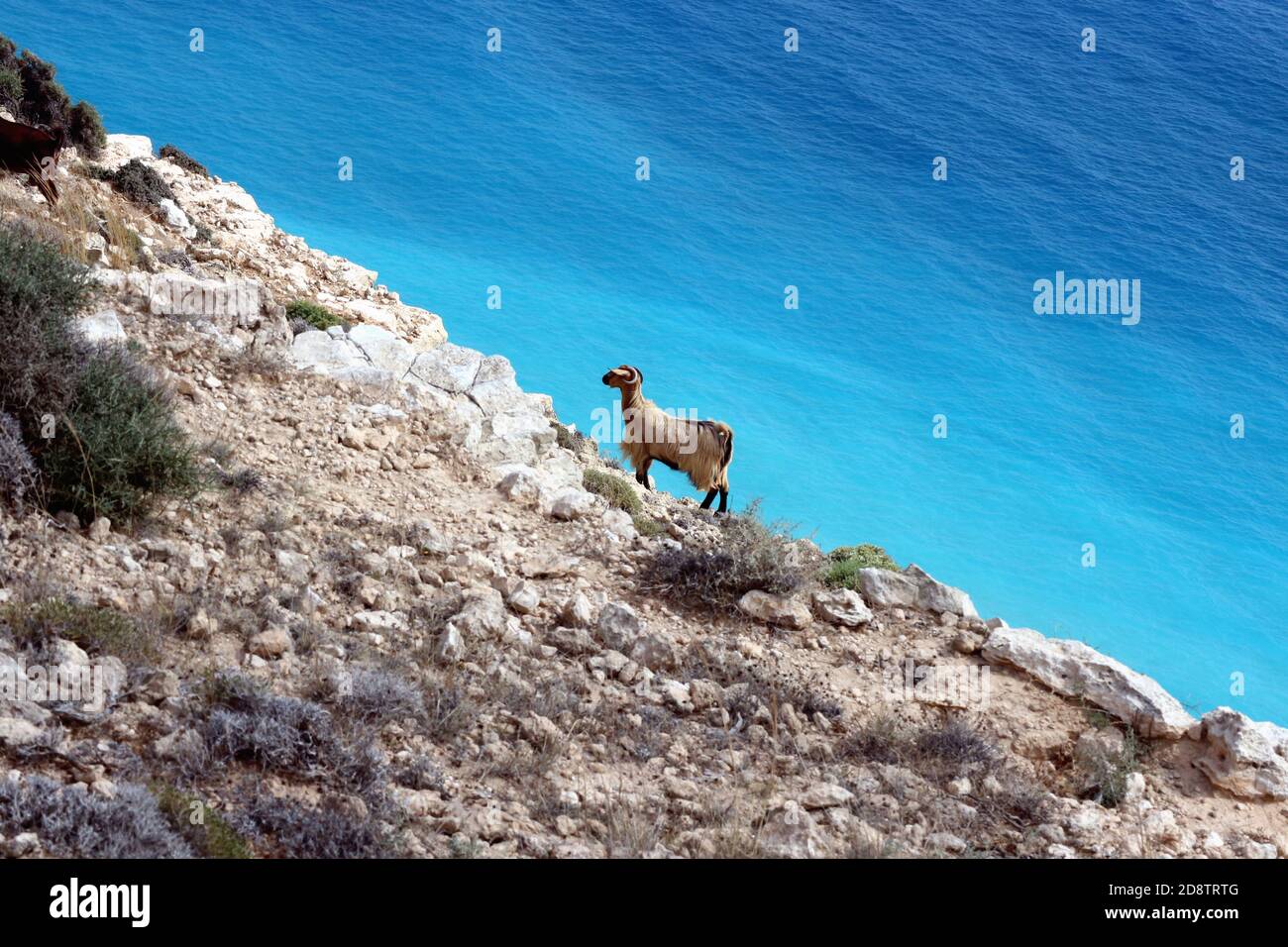 Goats on a cliff edge with sea as background Stock Photo - Alamy