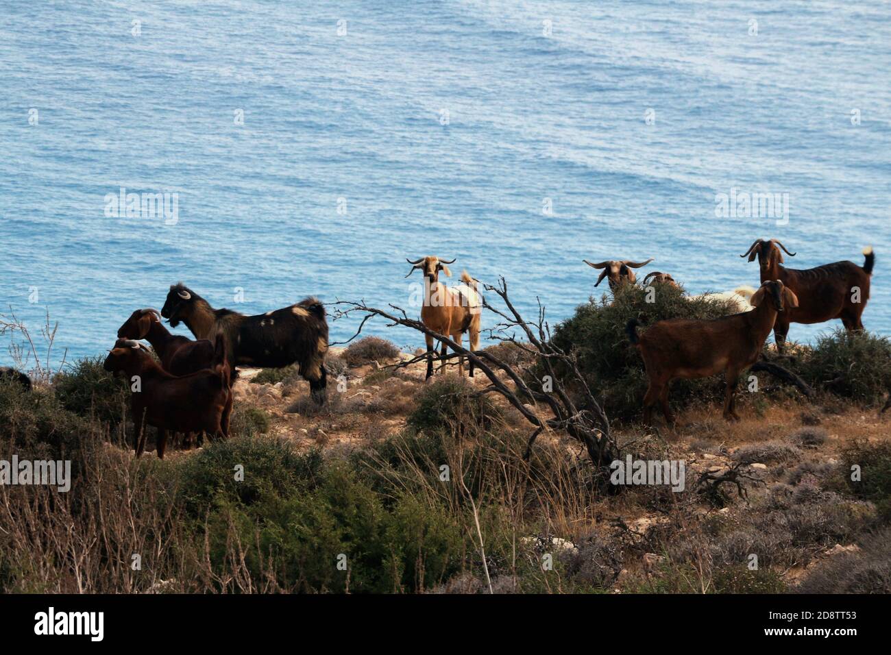 Goats on a cliff edge with sea as background Stock Photo - Alamy