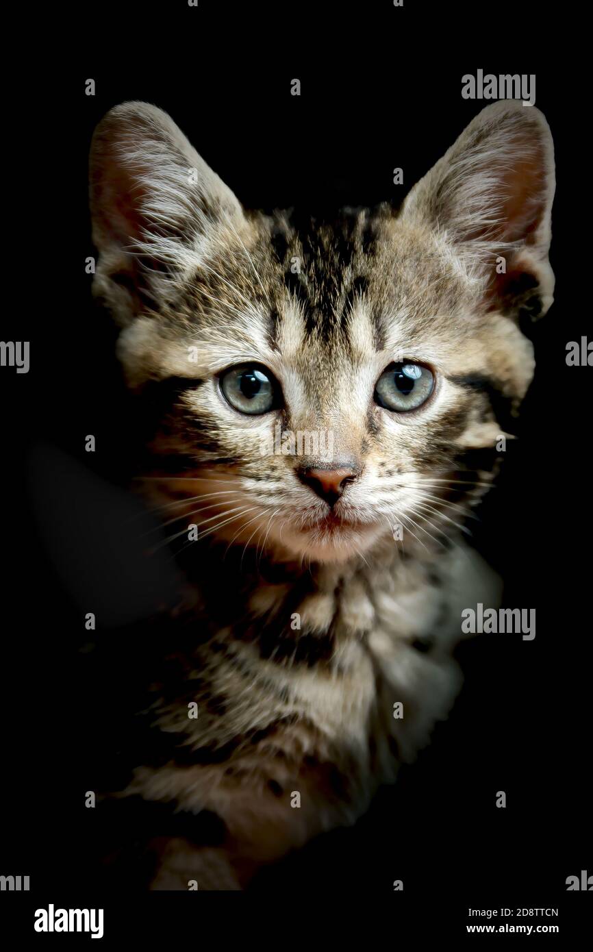 Cute Small Toyger kitten with tiger stripes in a dark studio closeup ...