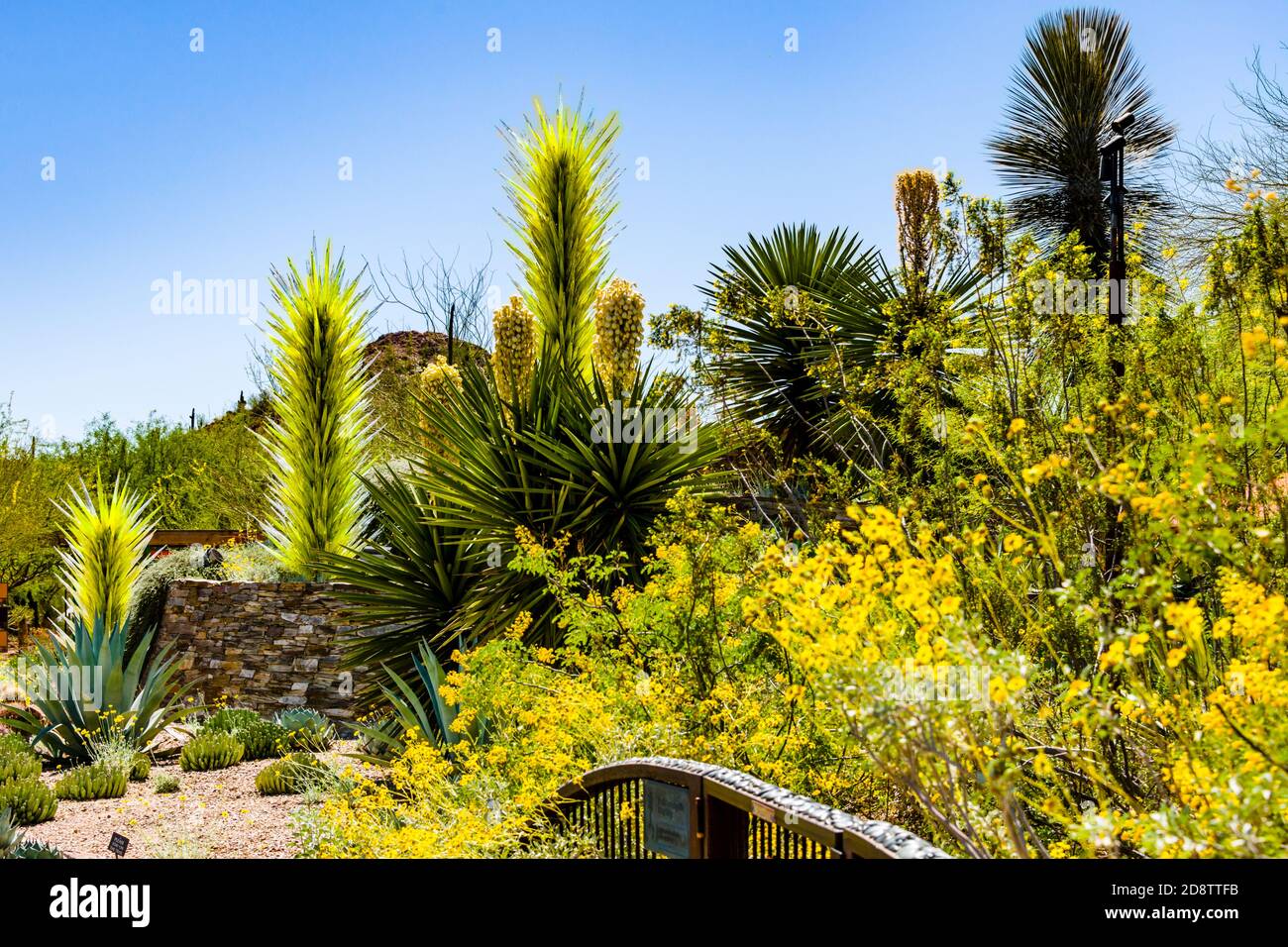 Desert Botanical Garden, Desert Towers Stock Photo - Alamy