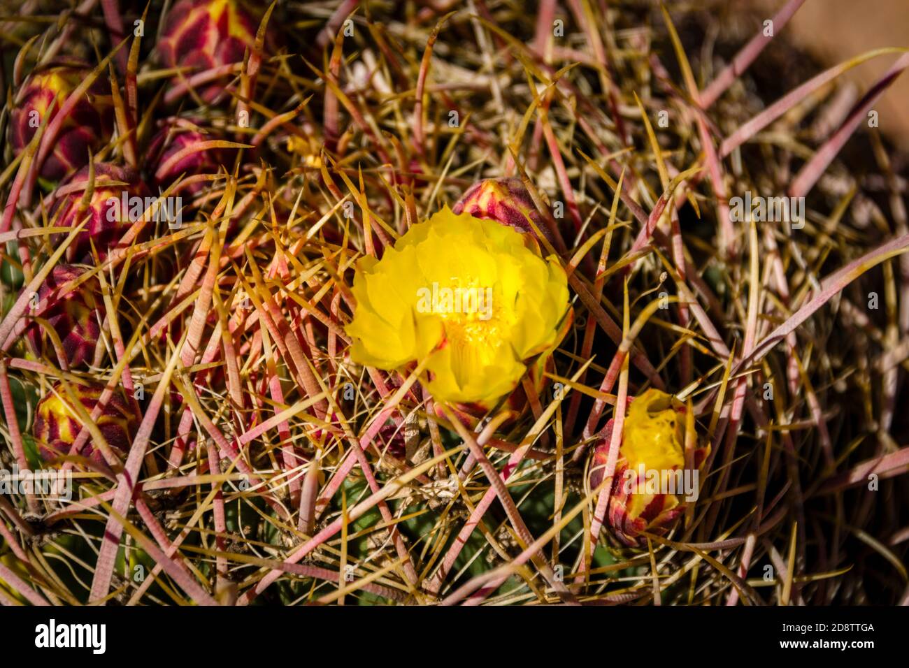 Australian desert cactus hi-res stock photography and images - Alamy
