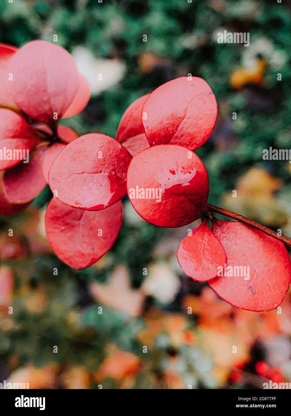 Vertical closeup shot of small round red leaves Stock Photo - Alamy