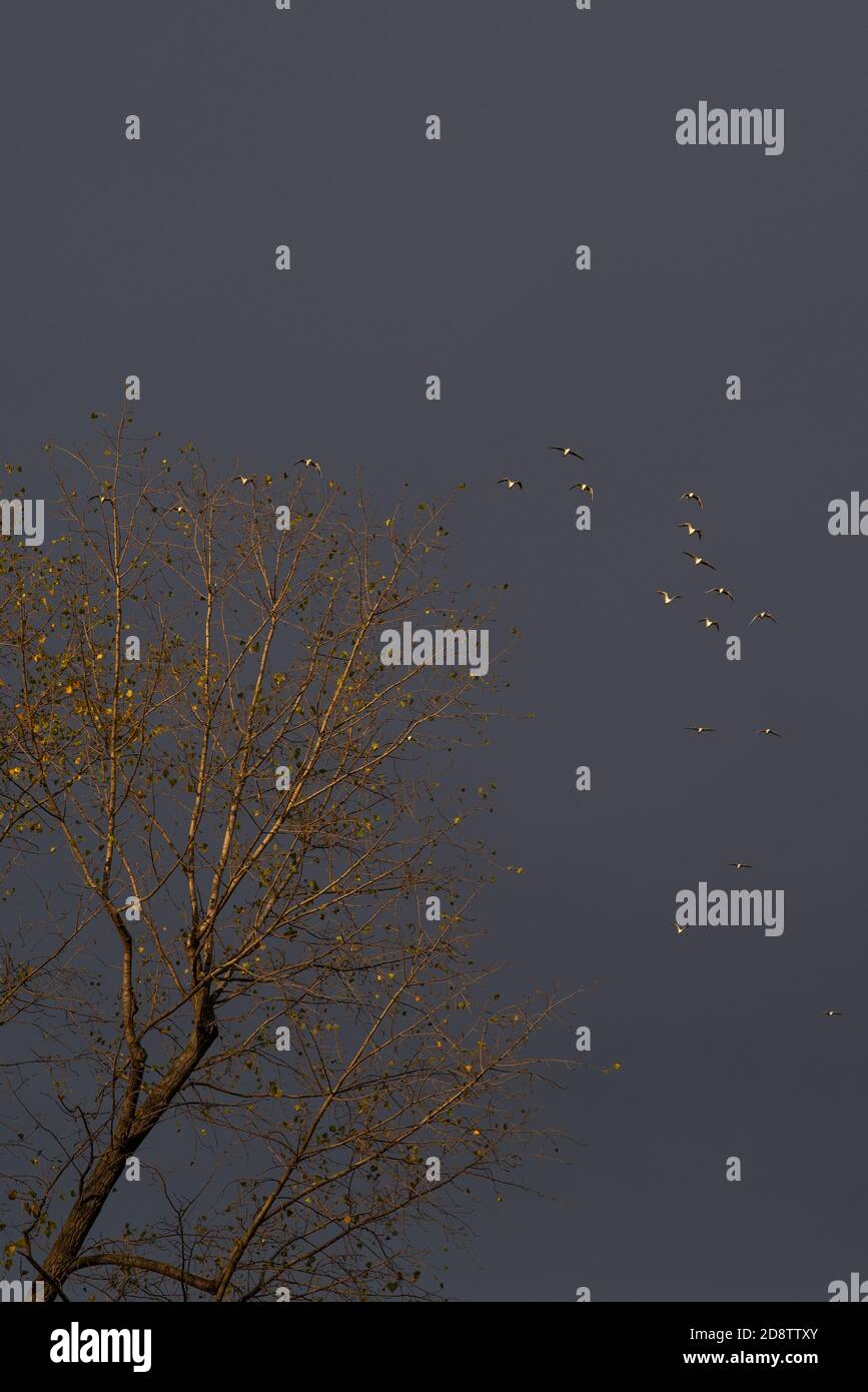 Yellow treetop with flying birds with a storm sky Stock Photo - Alamy