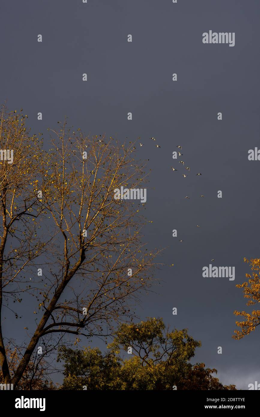 Yellow treetop with flying birds with a storm sky Stock Photo - Alamy