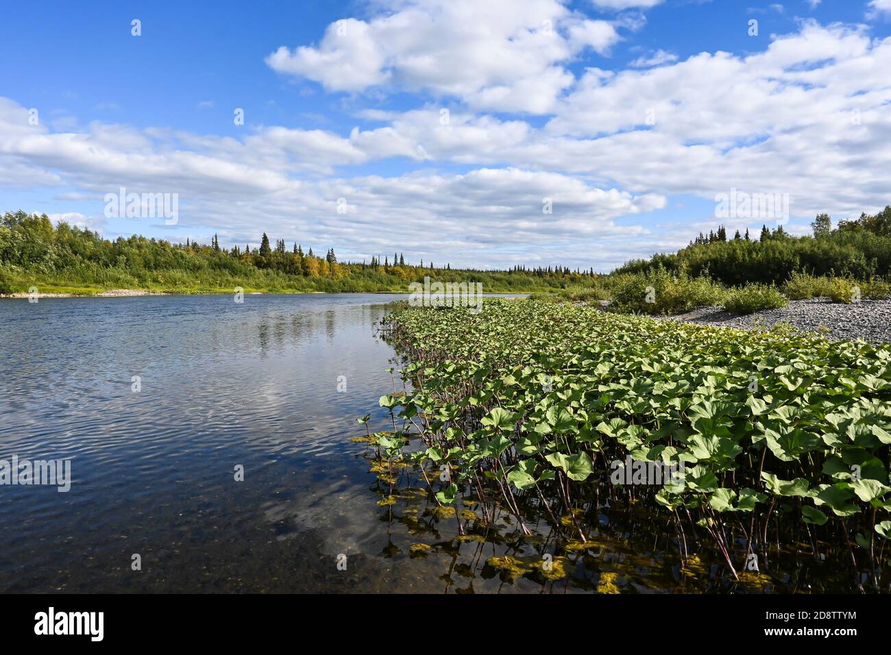 Taiga river among the Virgin Komi forests. Northern water summer ...