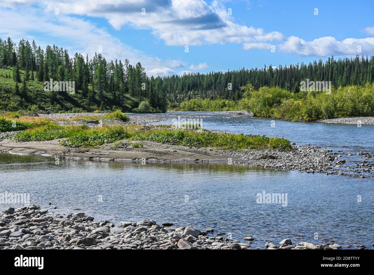 Taiga river among the Virgin Komi forests. Northern water summer ...
