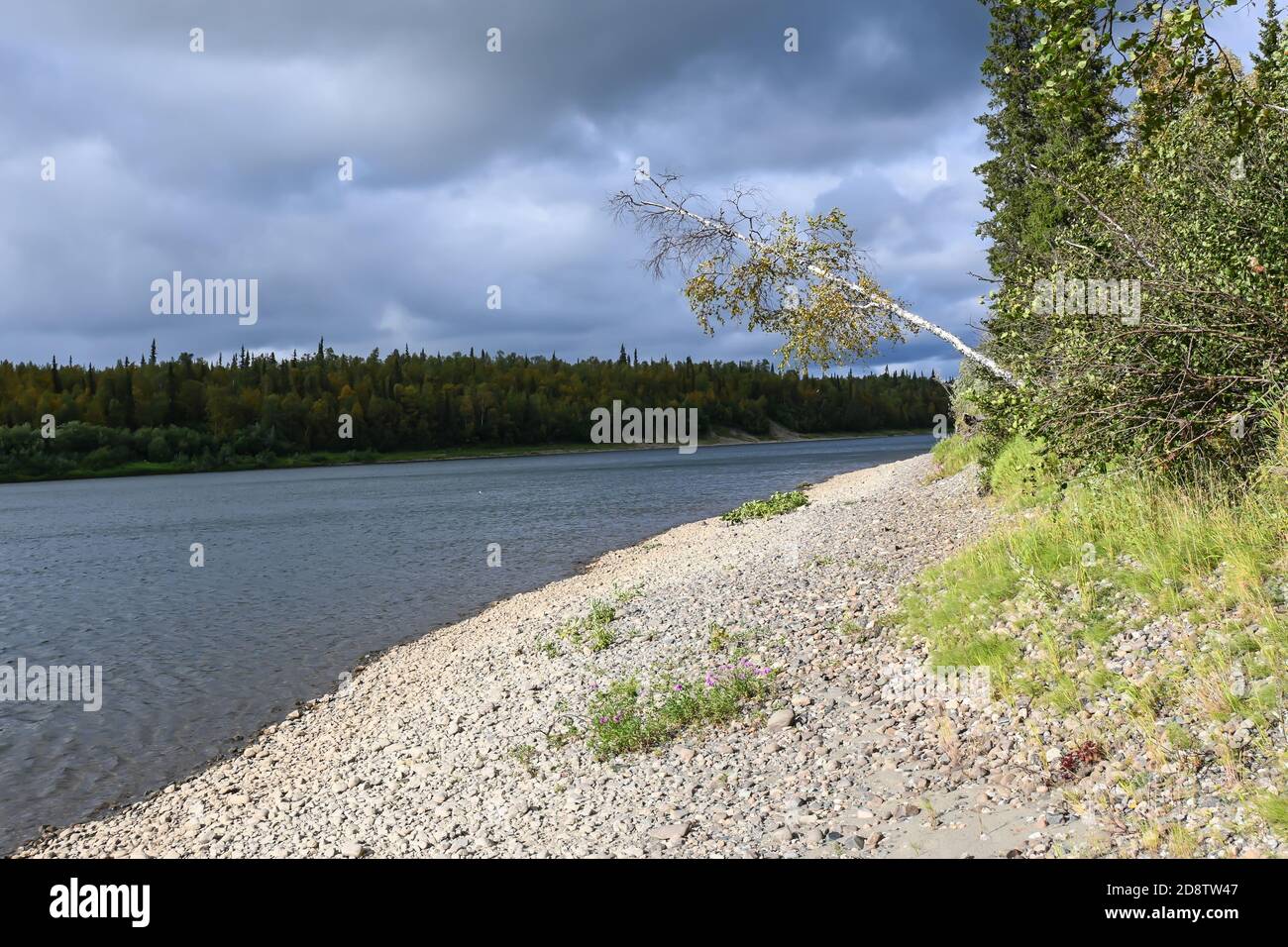 Taiga river among the Virgin Komi forests. Northern water summer ...