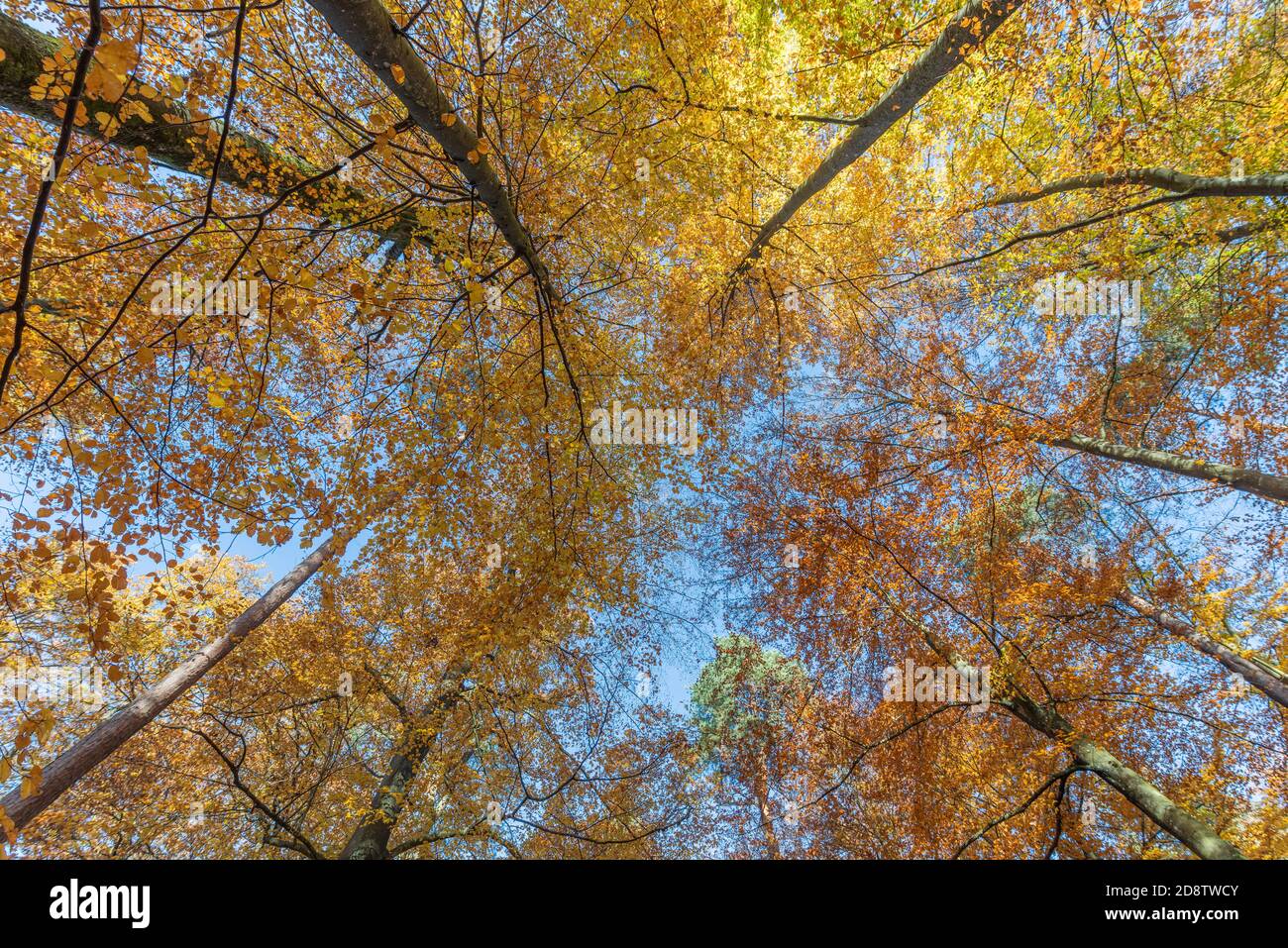 Beech forest with yellow leaves in autumn in France Stock Photo - Alamy
