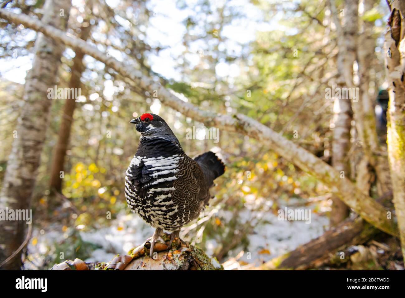 Black partridge hi-res stock photography and images - Alamy