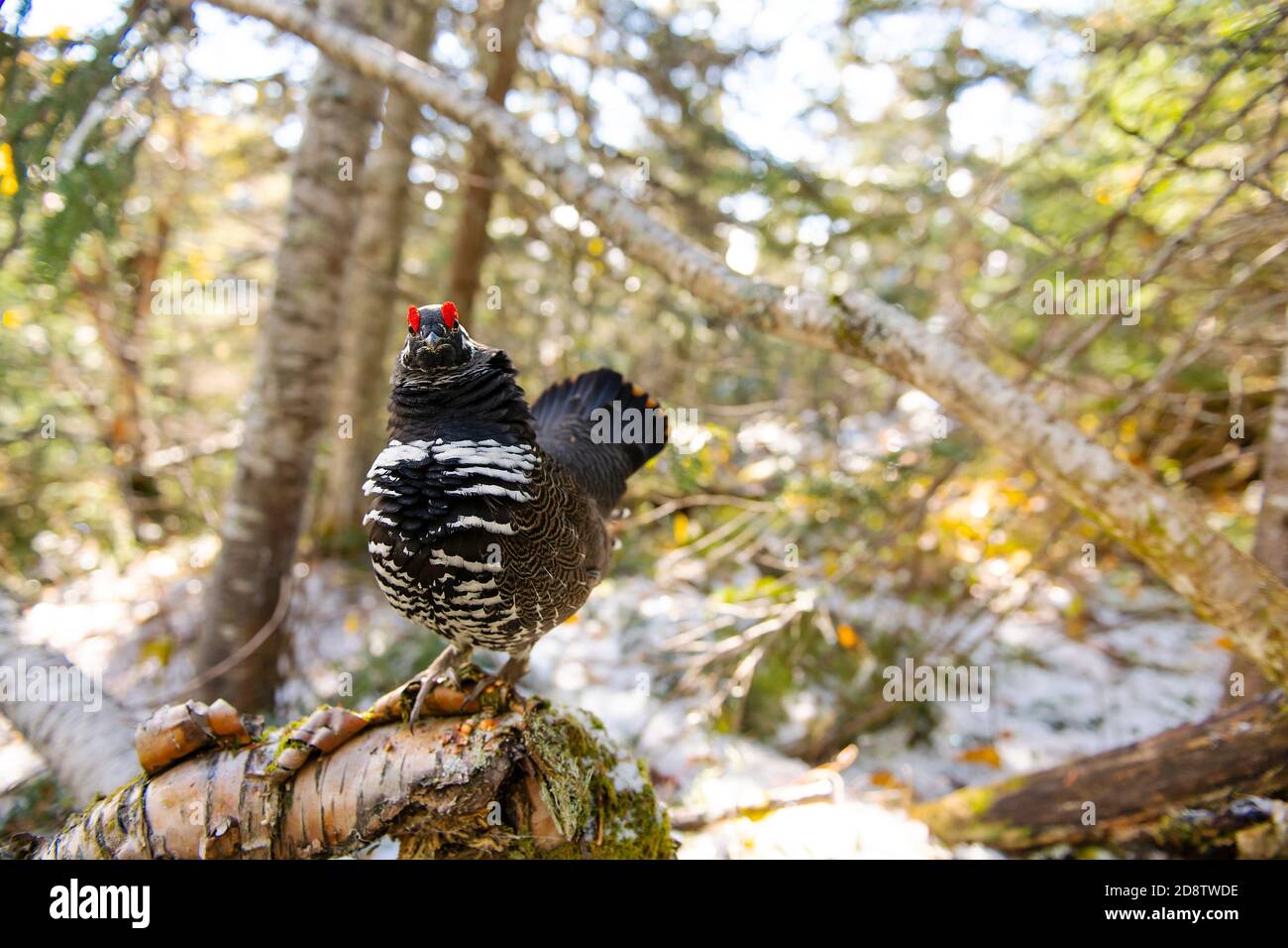 Rock partridge hi-res stock photography and images - Alamy