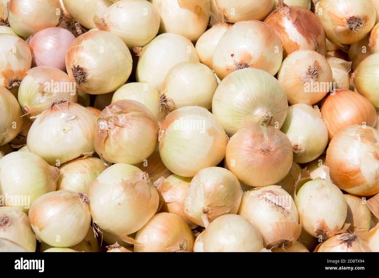 Strong onion odor hi-res stock photography and images - Alamy