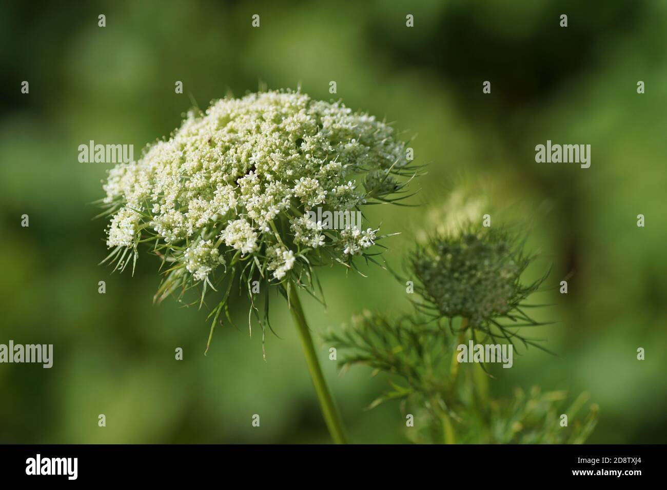 Welsh flowers hi-res stock photography and images - Alamy