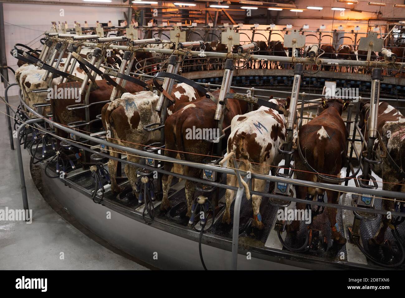 High angle background image of cows in milking machine at industrial ...