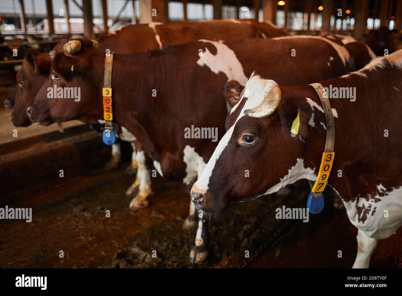 Healthy cows hi-res stock photography and images - Alamy