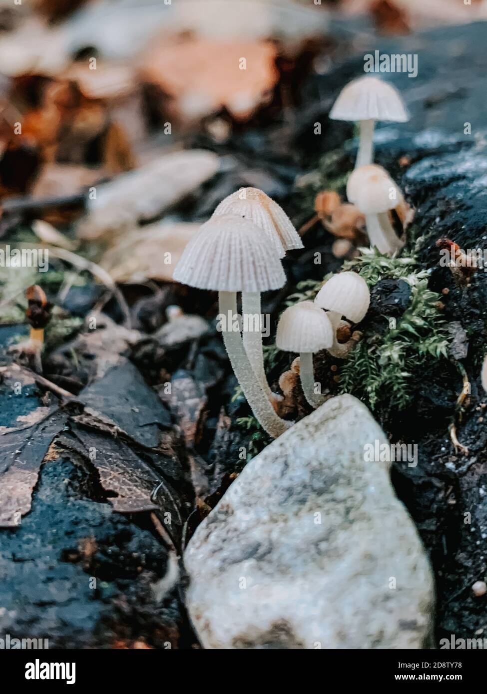 Vertical closeup shot of thin small fungi growing in a forest Stock ...