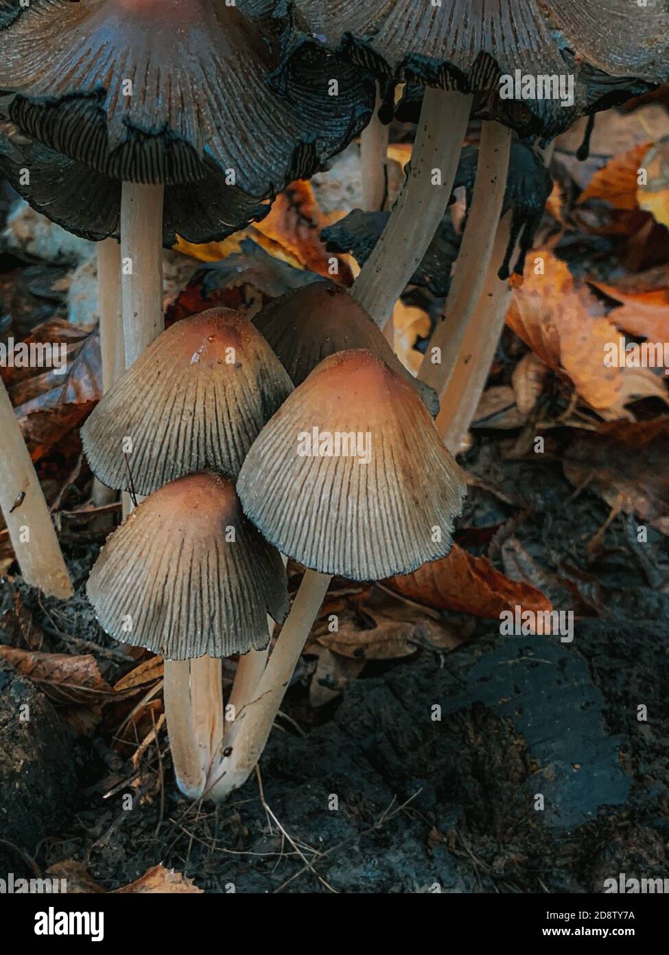 Vertical closeup shot of small fungi growing on a forest floor Stock ...
