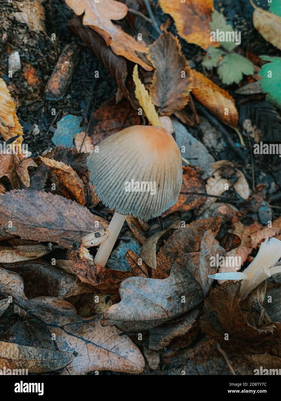 Vertical closeup shot of thin small fungi growing in a forest Stock ...