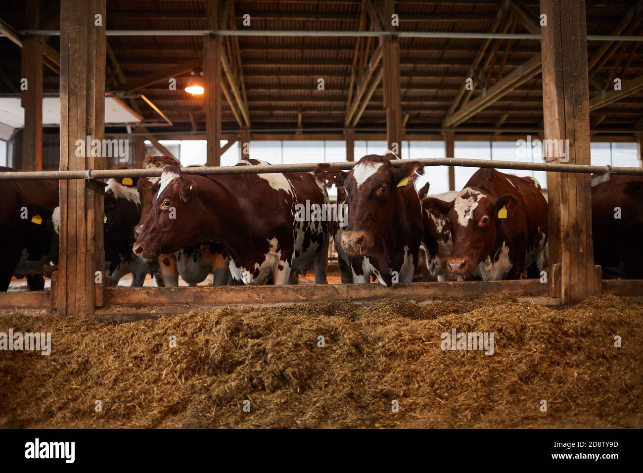 Healthy cows hi-res stock photography and images - Alamy