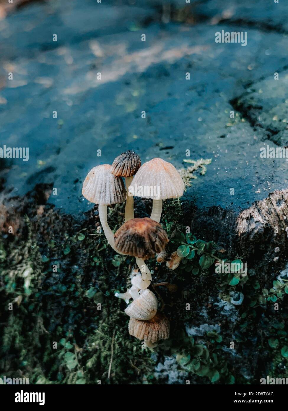 Vertical closeup shot of thin small fungi growing in a forest Stock ...