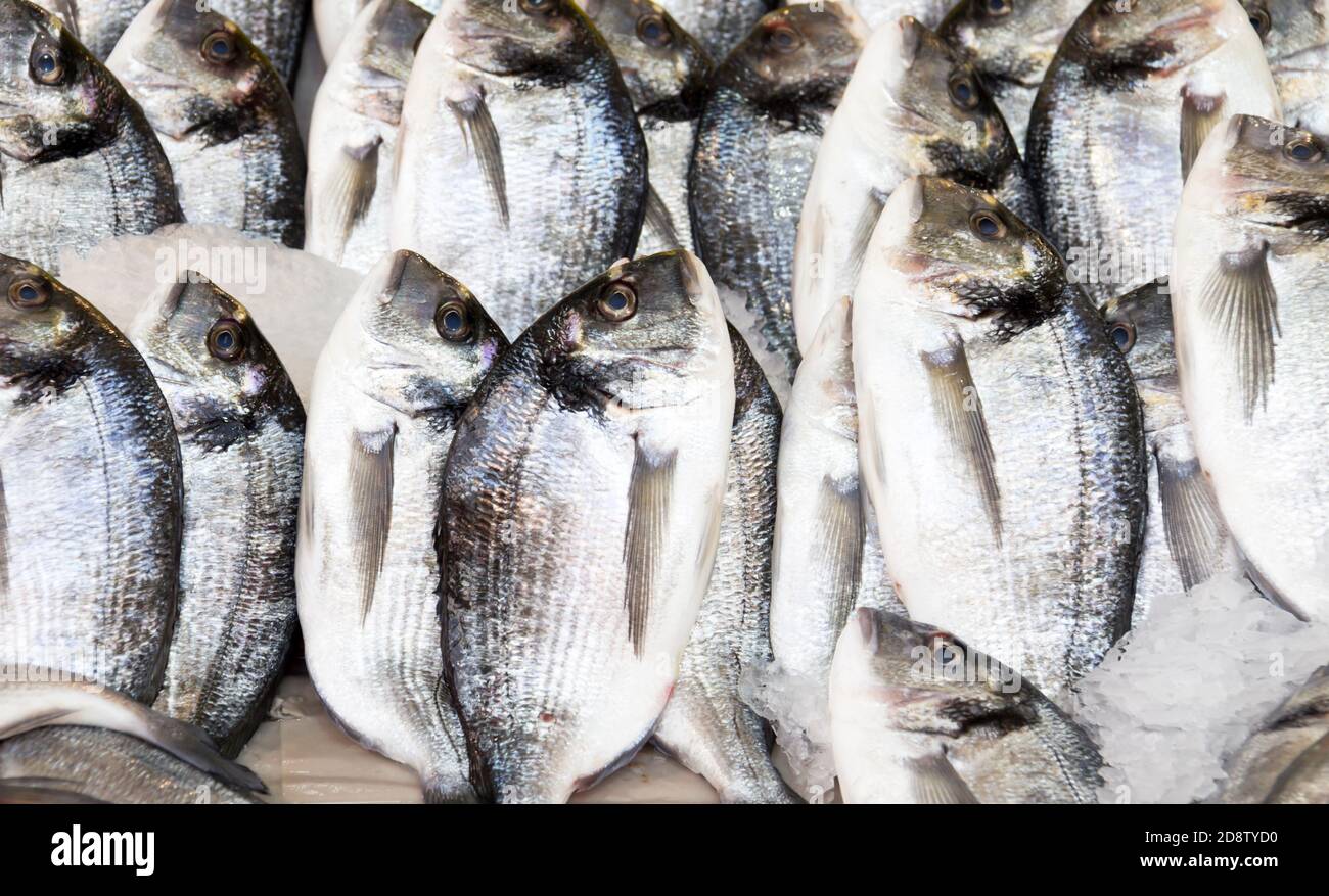 Gilt-head bream on display at fish market Stock Photo - Alamy