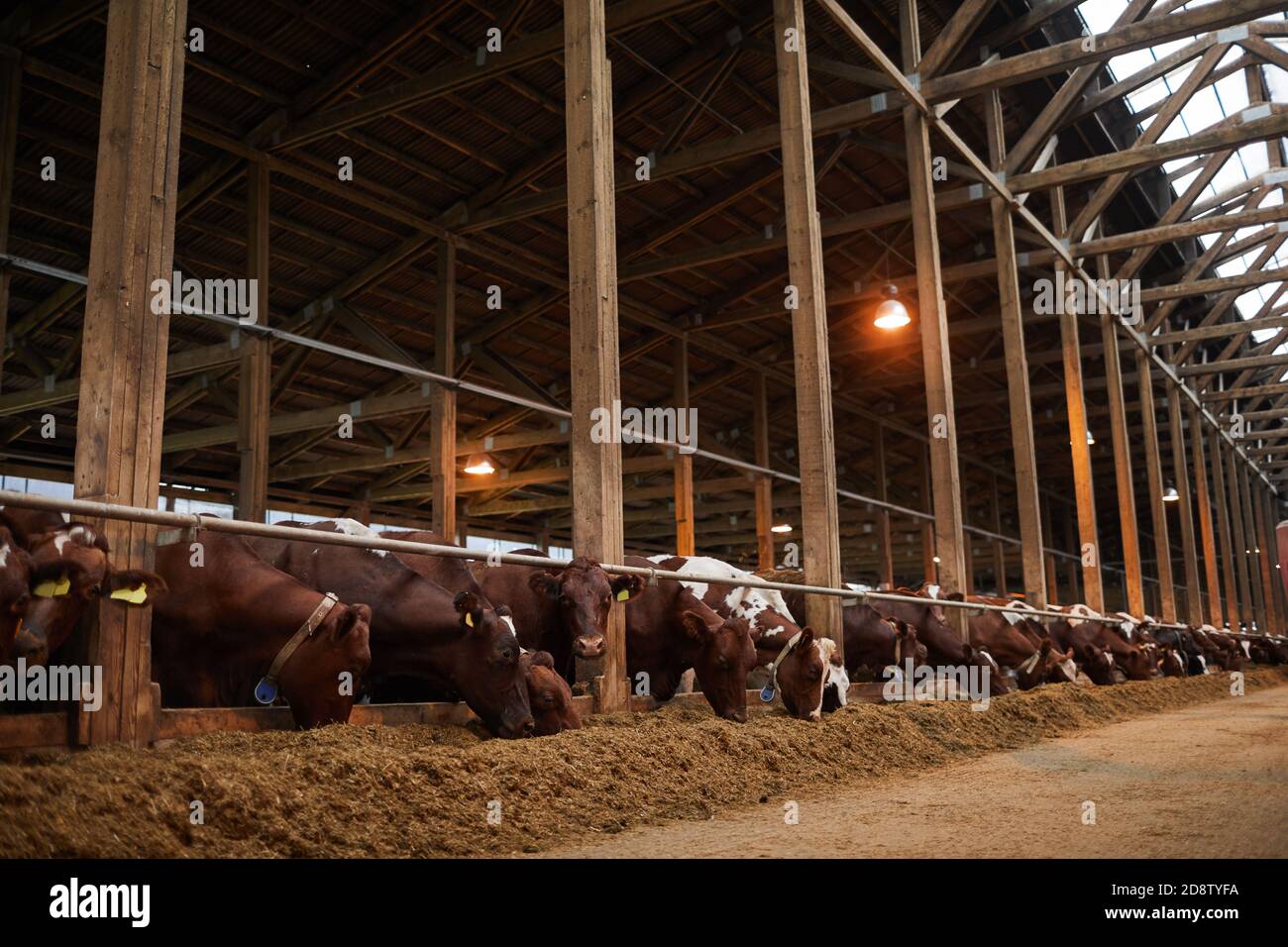 Healthy cows hi-res stock photography and images - Alamy